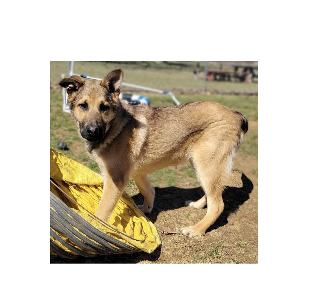 CVAS pets of the week - LocalNews1.org