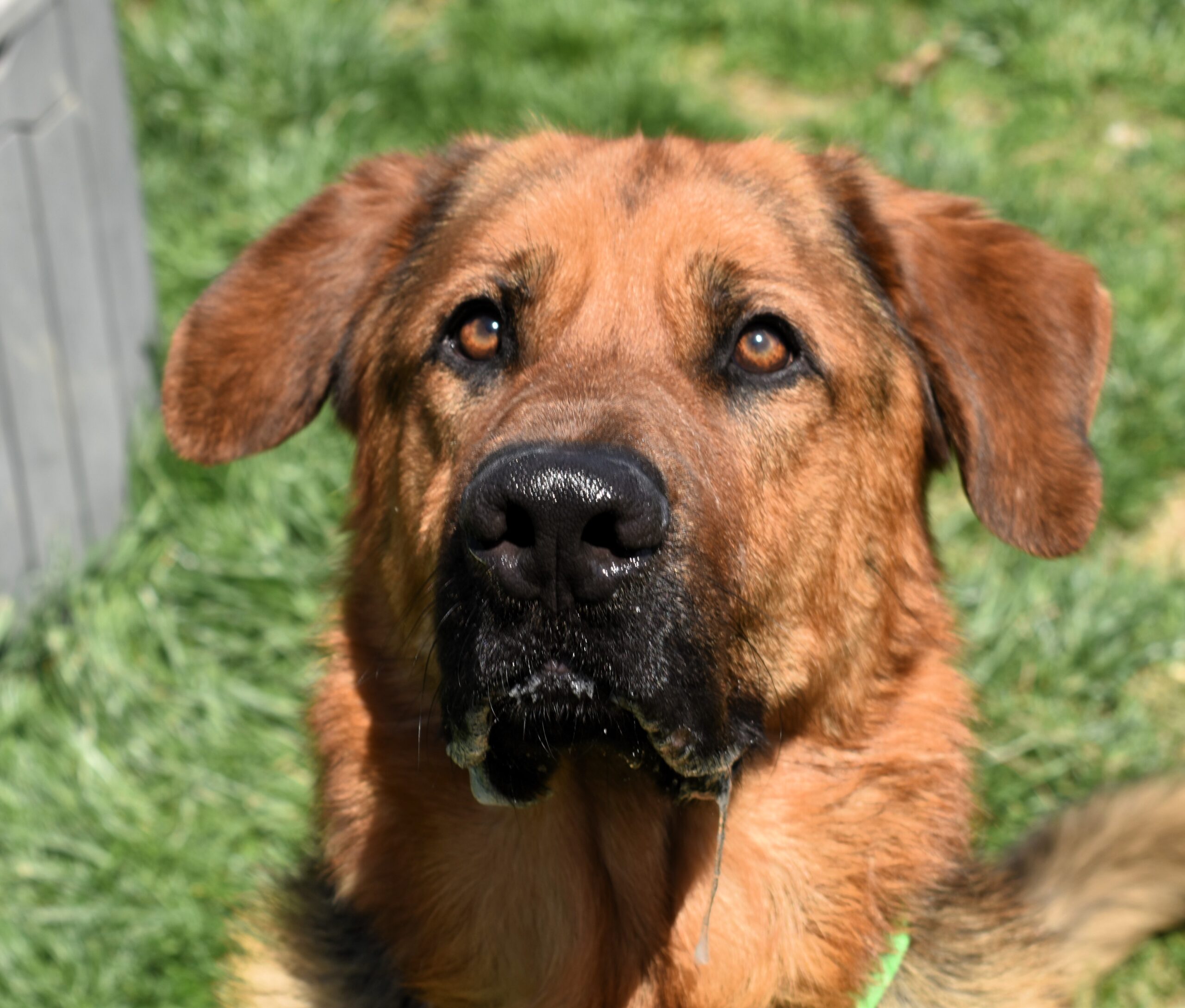 AHS Featured pet of the week: Remy - LocalNews1.org
