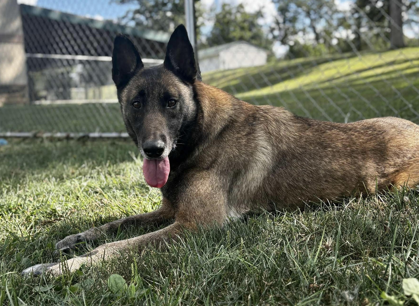 Sniff notes: Luna's journey - LocalNews1.org