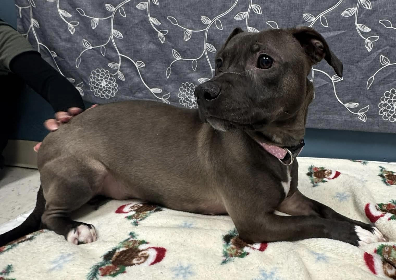CVAS pets of the week - LocalNews1.org
