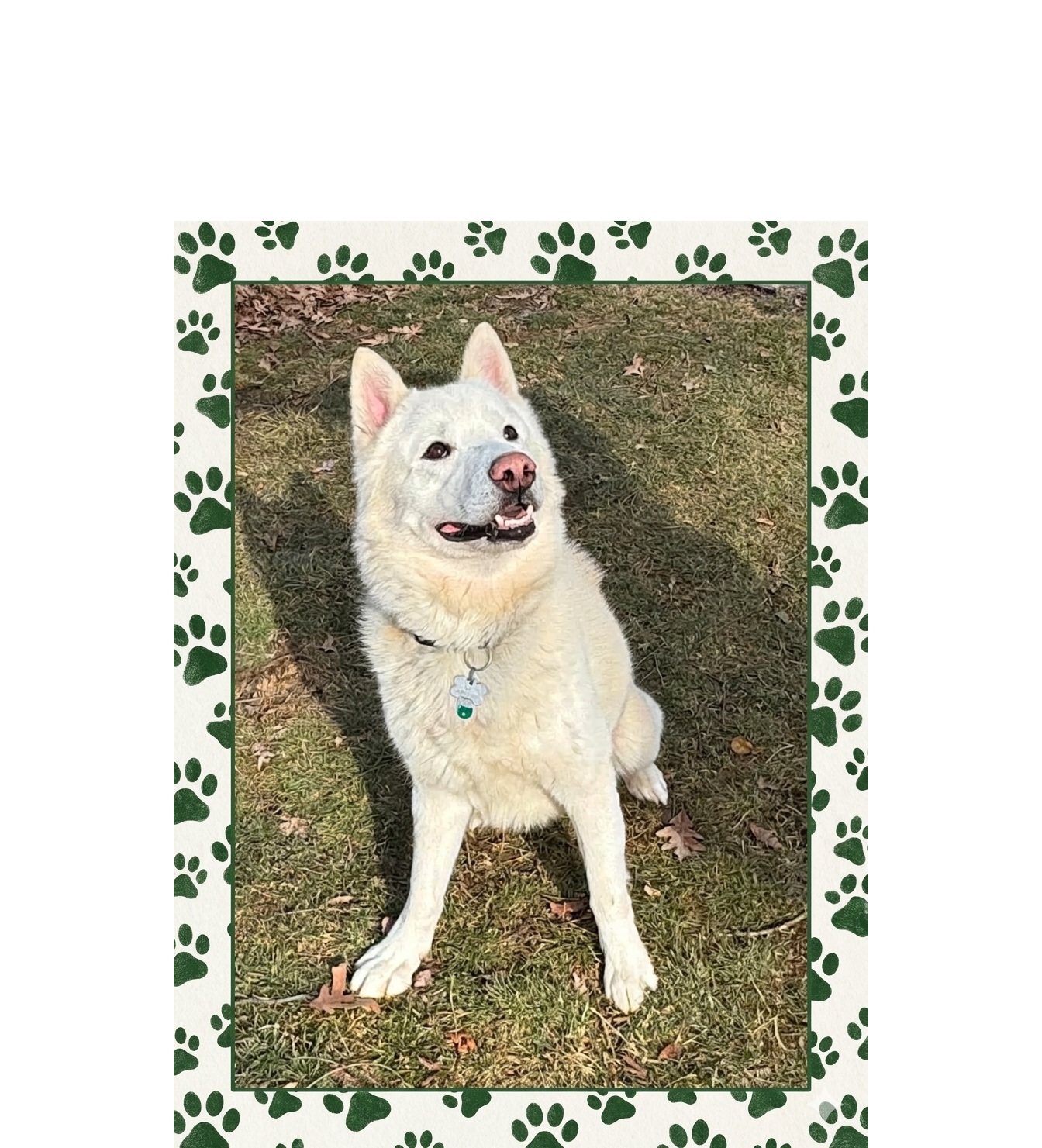 CVAS pets of the week - LocalNews1.org